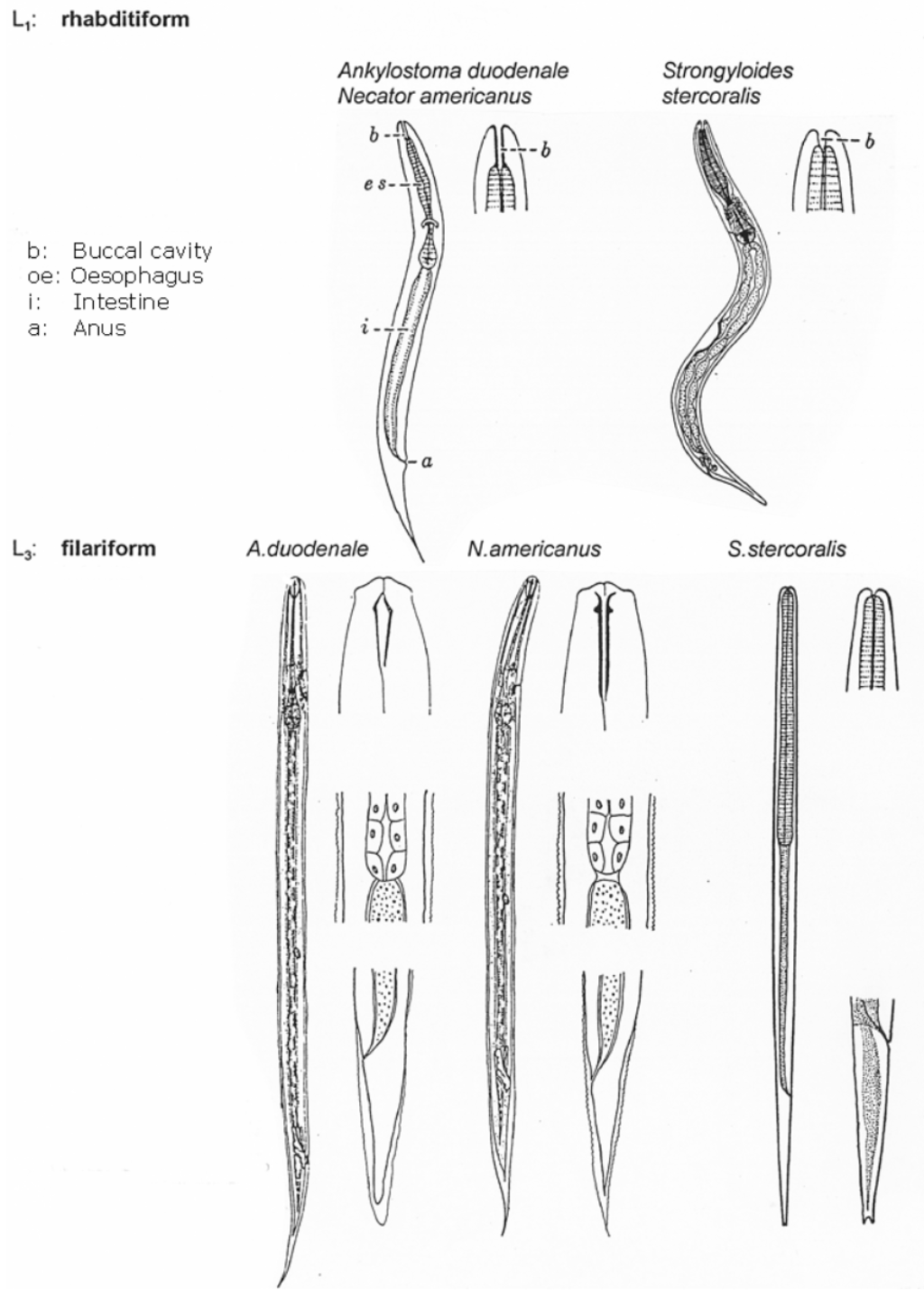 Helminth larvae | Parasite Diagnosis