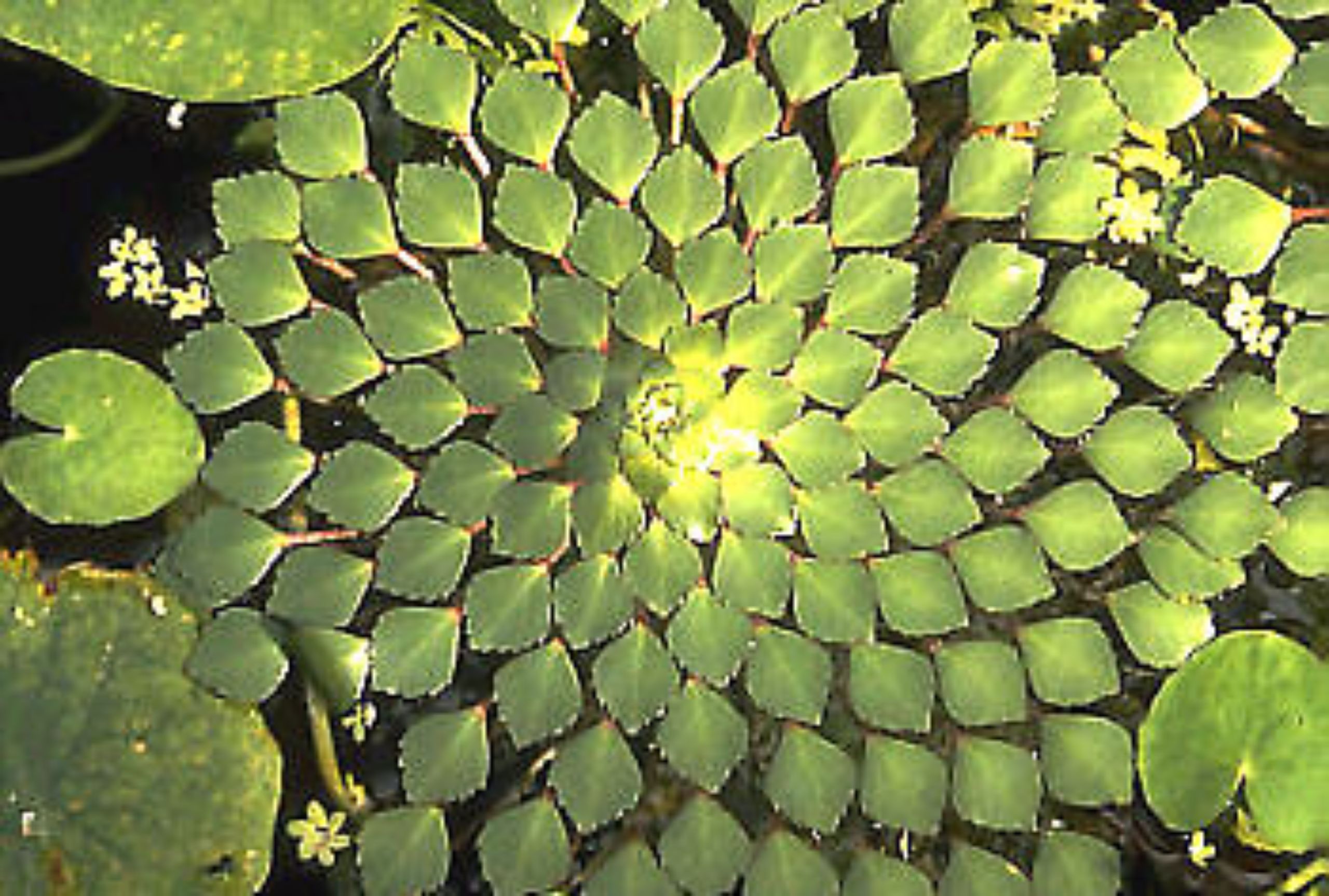 Fasciolopsiasis | Parasite Diagnosis