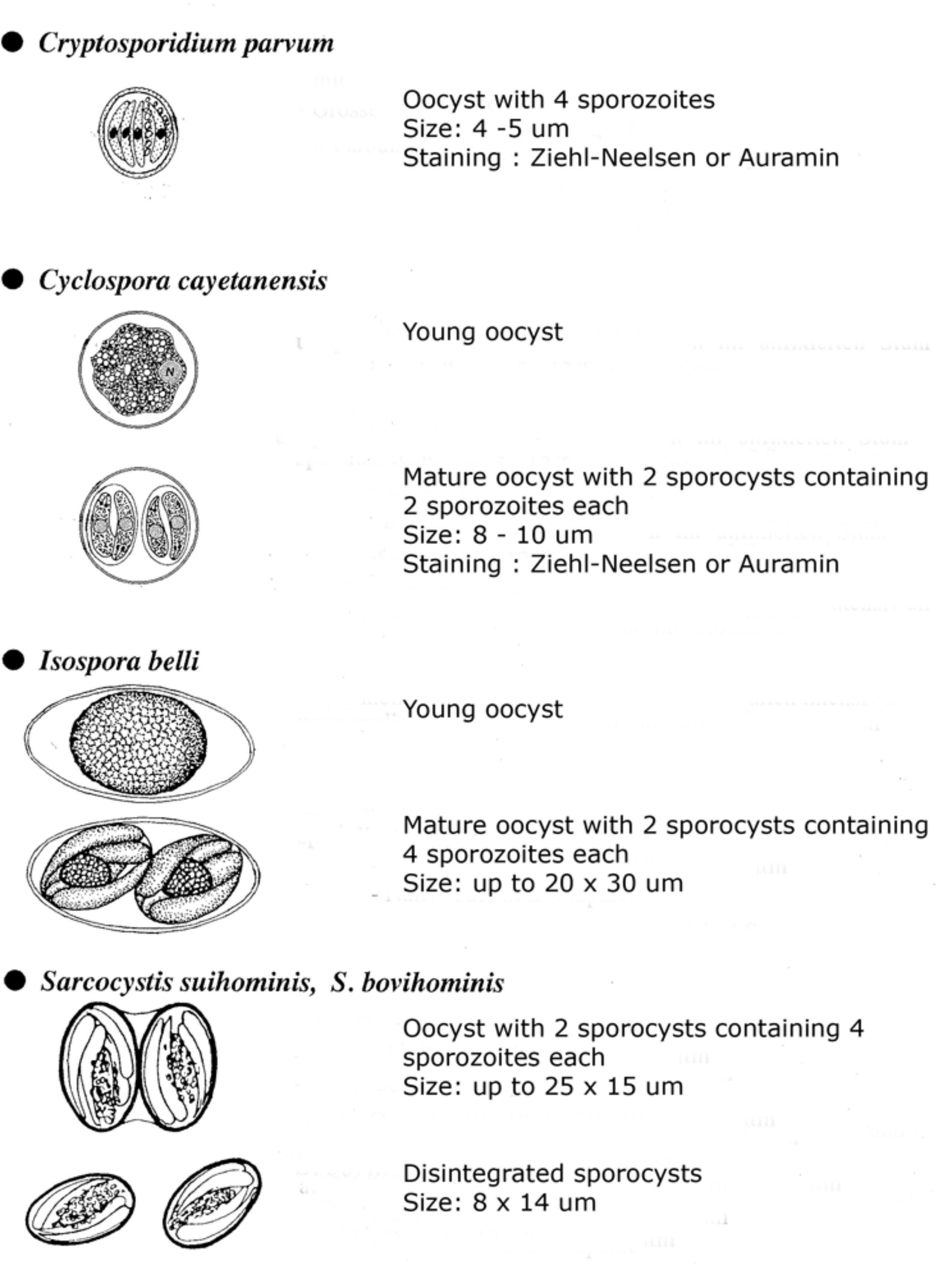 Coccidia | Parasite Diagnosis