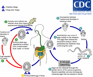 Hymenolepiasis | Parasite Diagnosis