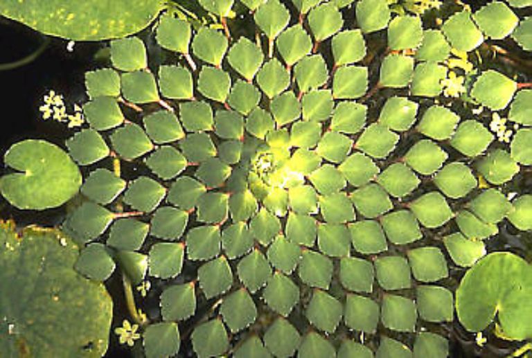 Fasciolopsiasis | Parasite Diagnosis