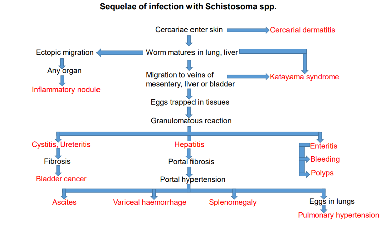Schistosomiasis, urinary | Parasite Diagnosis
